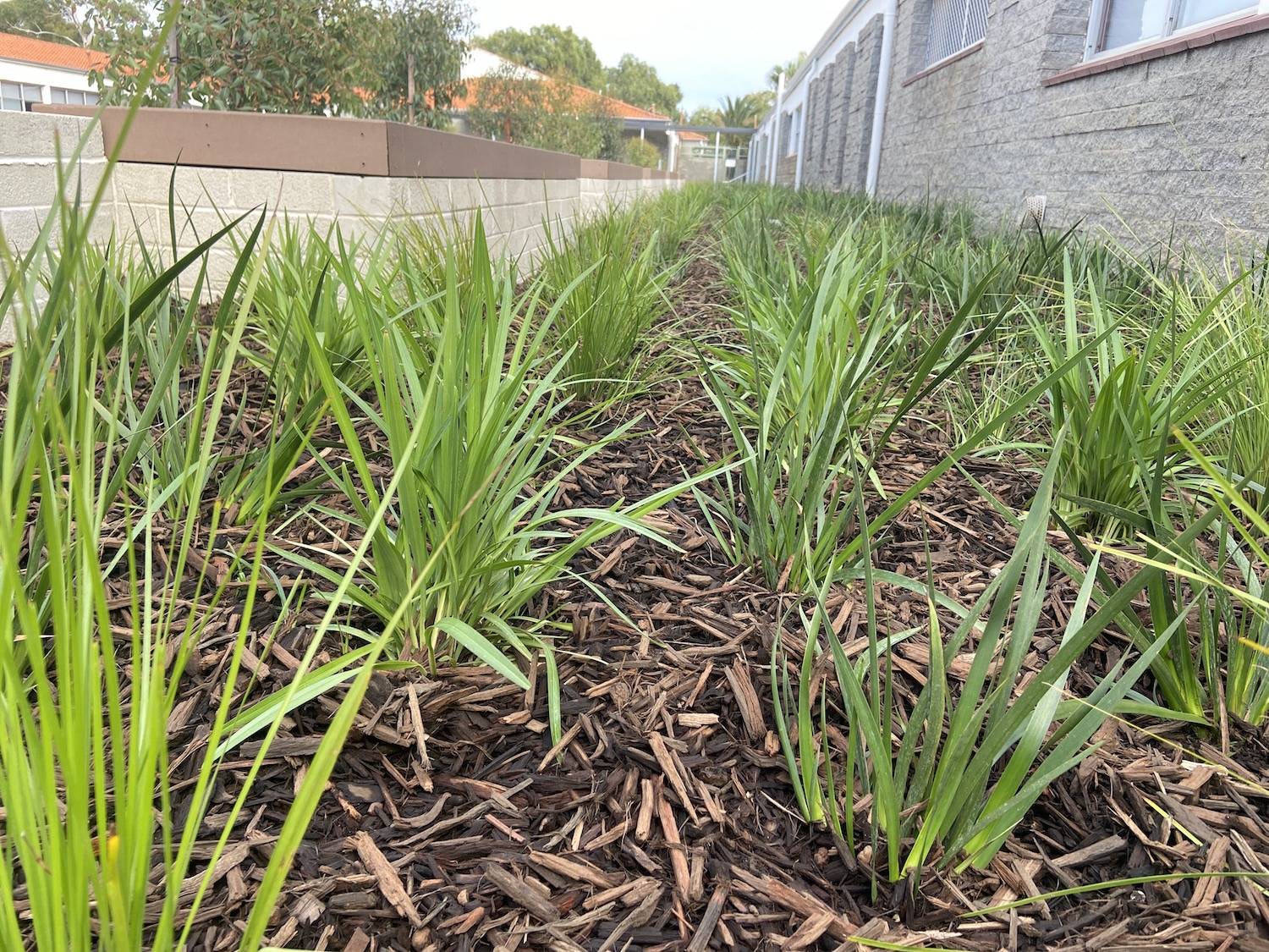 Strata Garden Maintenance • PMB • Perth Materials Blowing